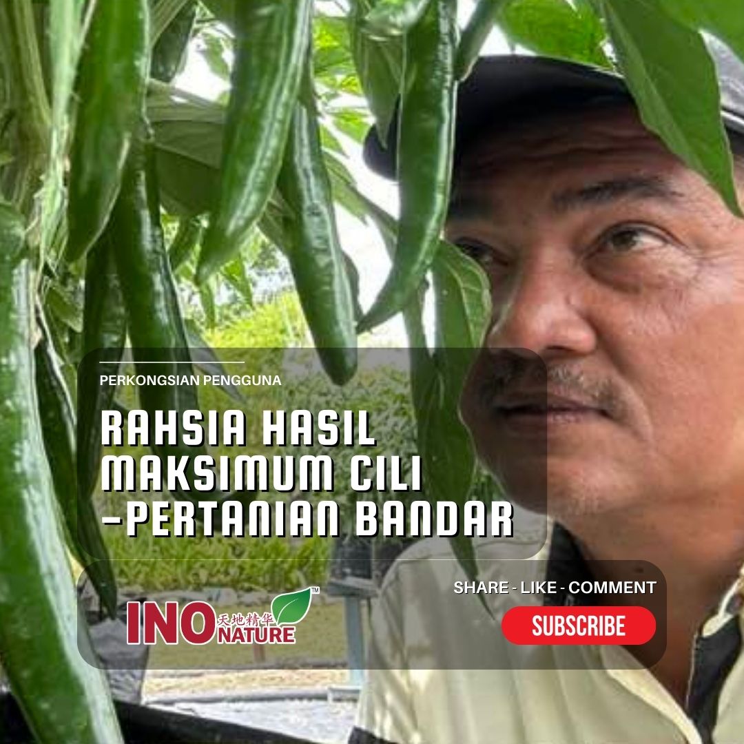 Cili Cili Batu 3 | Pertanian Bandar Sistem Fertigasi - INO Nature