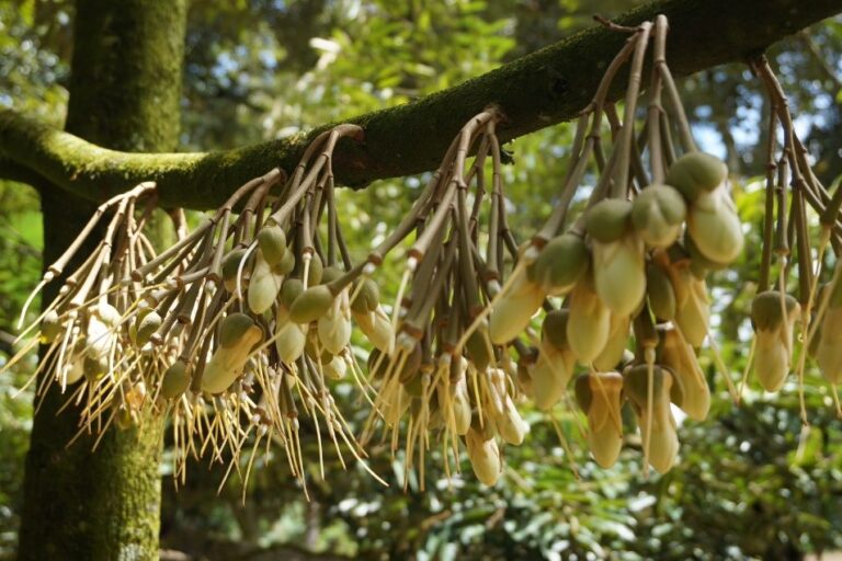 Durian Fertilizer Program – Achieve High Yield At Lower Cost