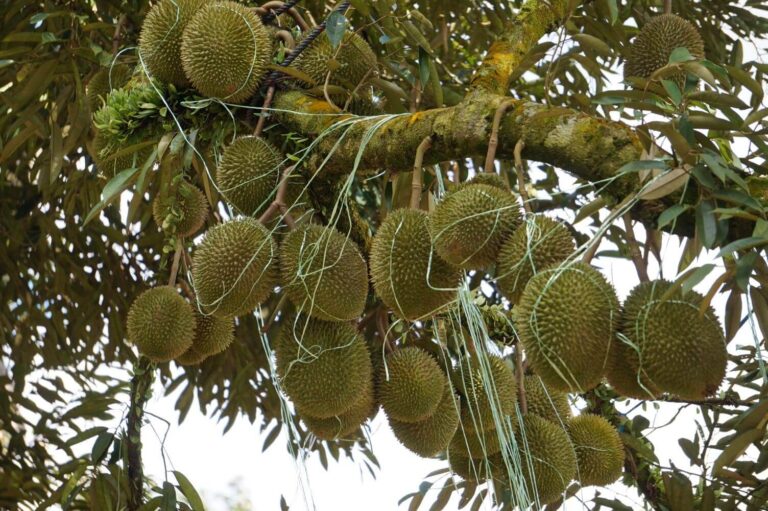 Durian Fertilizer Program – Achieve High Yield At Lower Cost